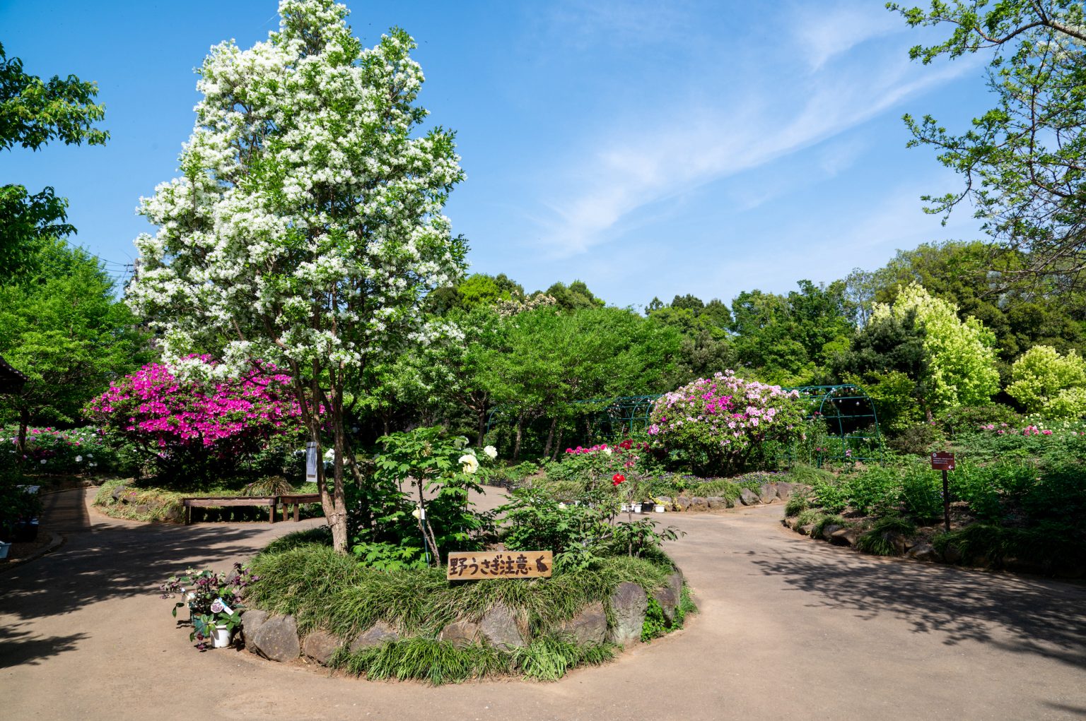 つくば牡丹園2024年度開園のお知らせ ー 4/6（土）〜5/19（日） / 株式会社キャピタル・ブレイン